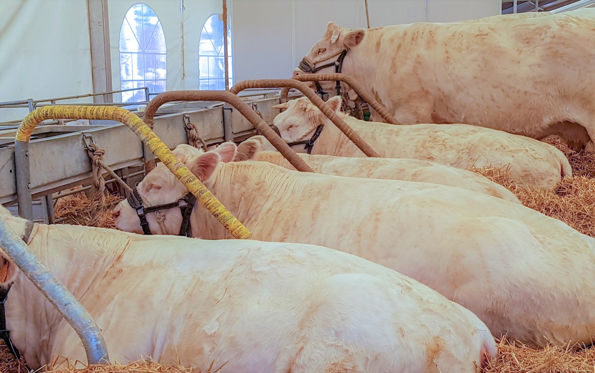 PAC 2018: la ayuda al vacuno de cebo queda fijada en 31,15 €/cabeza y ...